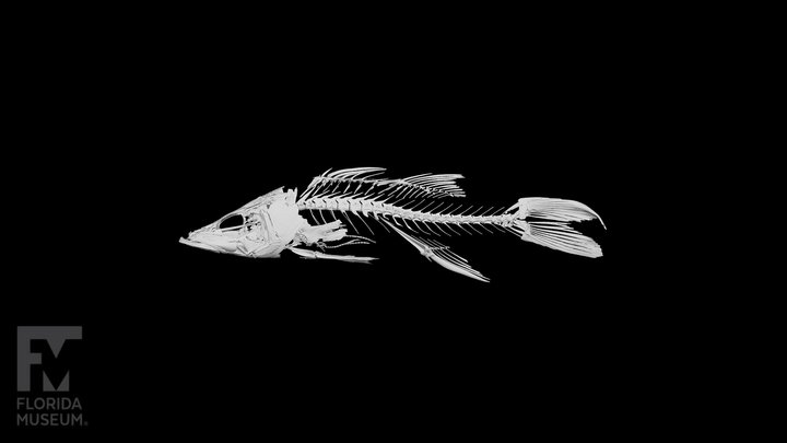 Snook 3D models - Sketchfab