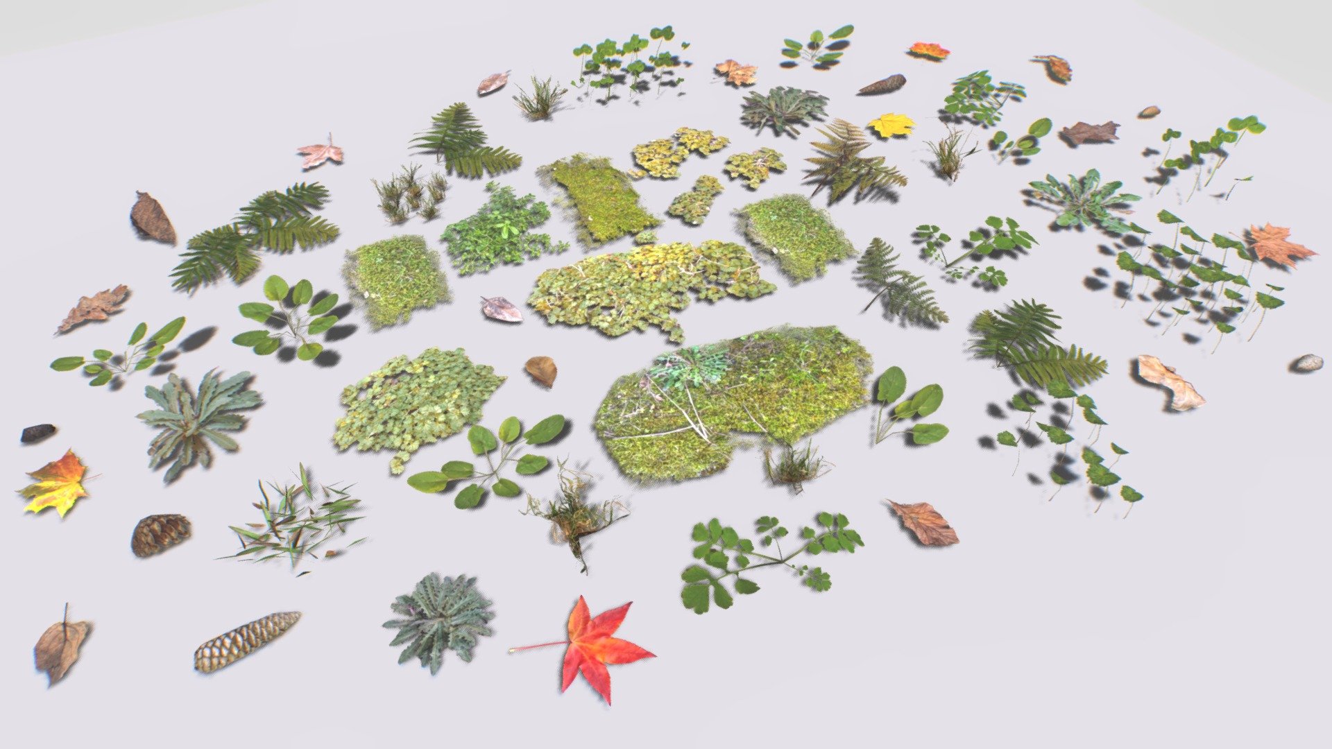 Ground Cover Foliage - Buy Royalty Free 3D model by 32cm [ef8a313 ...