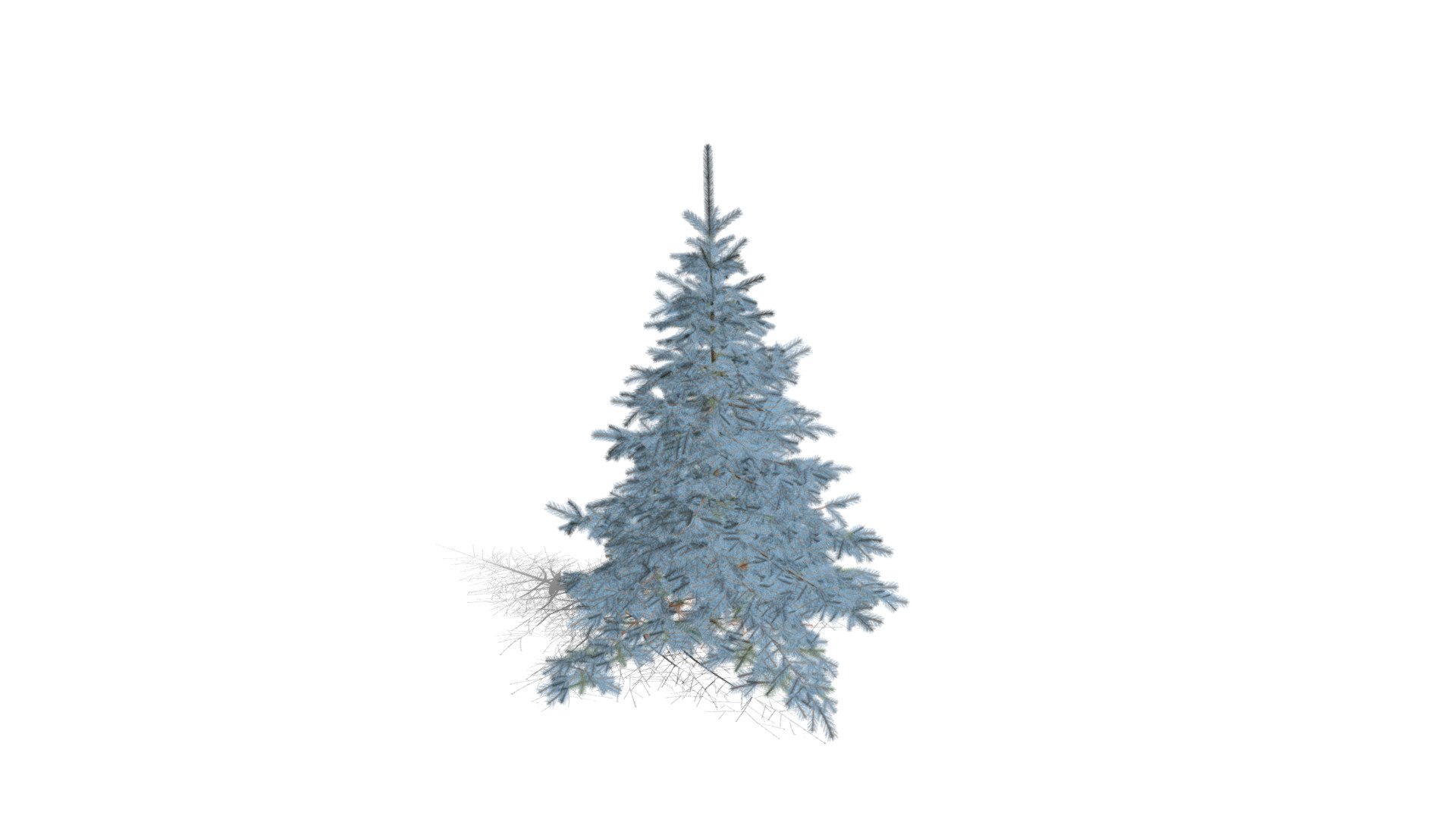 Realistic HD Colorado Blue spruce Koster (21/43) - Buy Royalty Free 3D ...