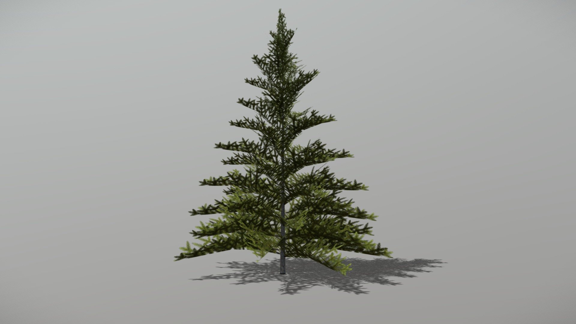 Fir 1 (Animated Tree) - Buy Royalty Free 3D model by bsp [ef92dd7 ...