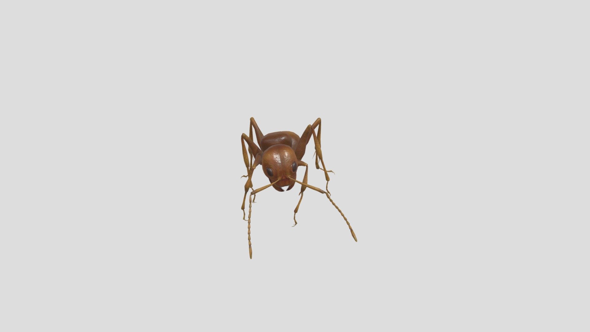 Ant - Download Free 3D model by kenchoo [ef95d87] - Sketchfab