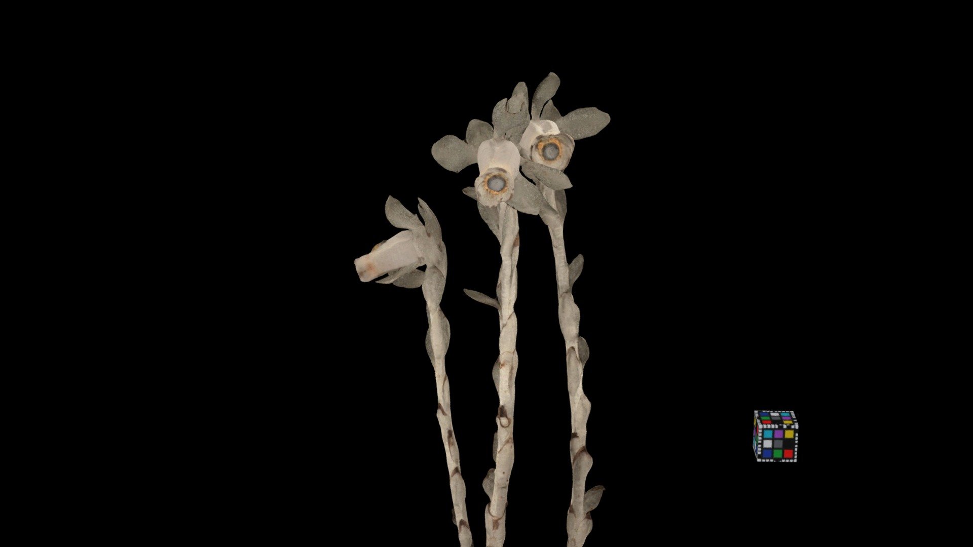CC0 ギンリョウソウ Ghost Plant, Monotropastrum humile - Download Free 3D model ...