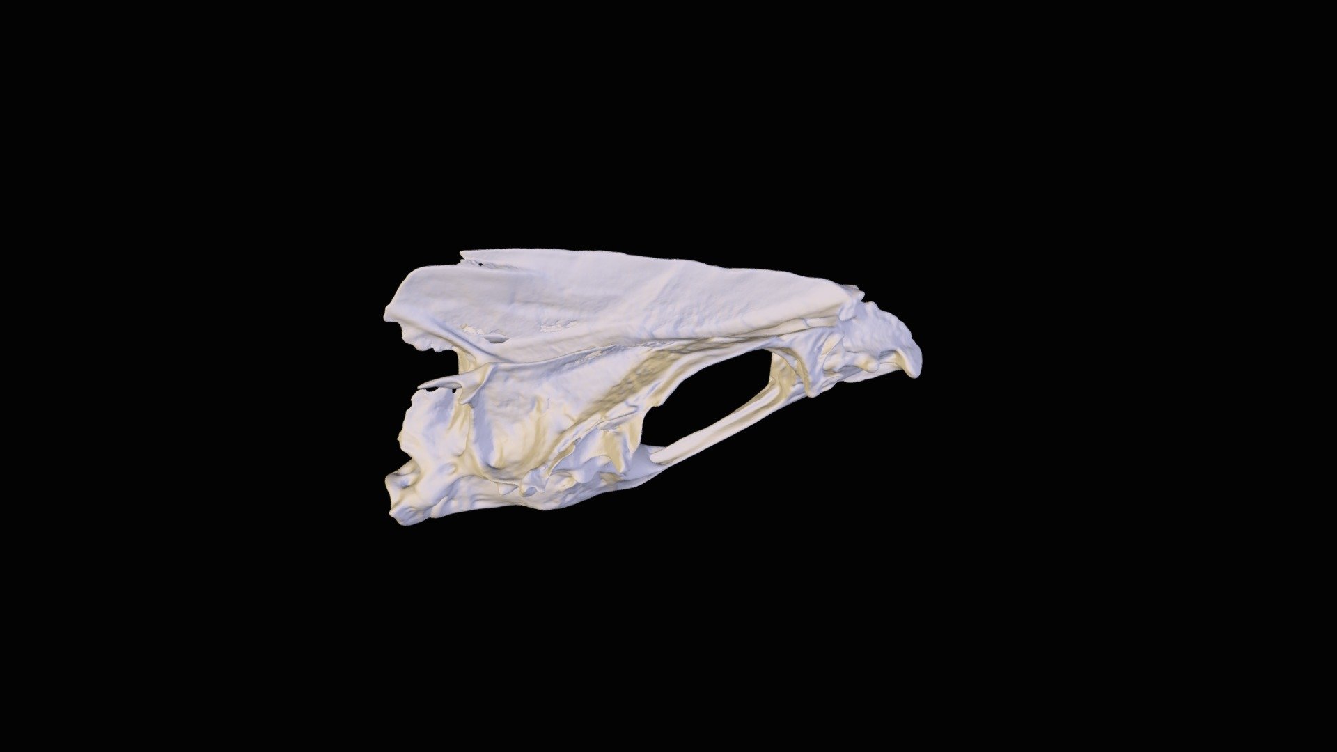 Yellowtail snapper neurocranium - 3D model by aw2127 [ef9f0ee] - Sketchfab