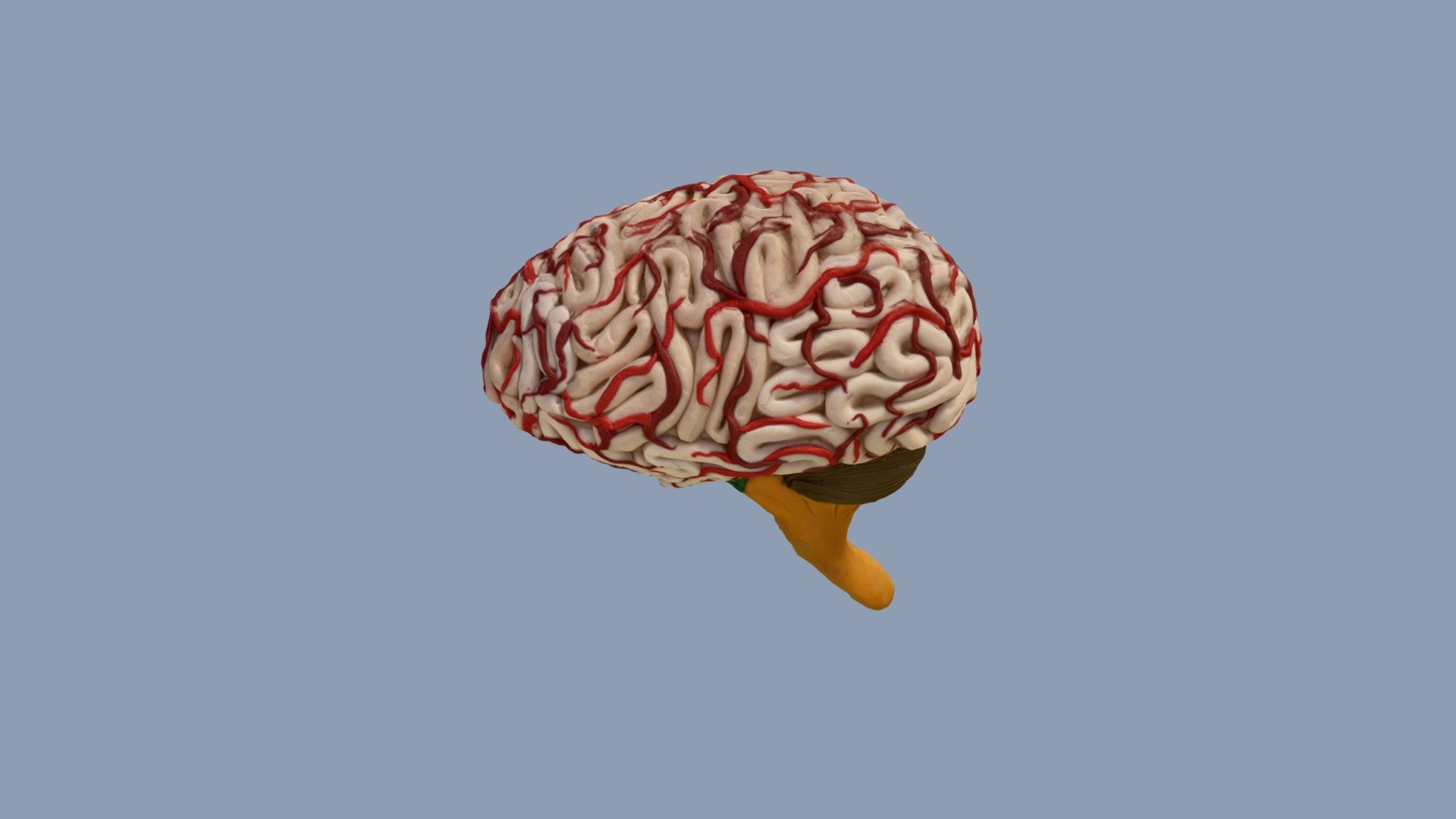 BRAIN - 3D model by cm902 [efa01bc] - Sketchfab