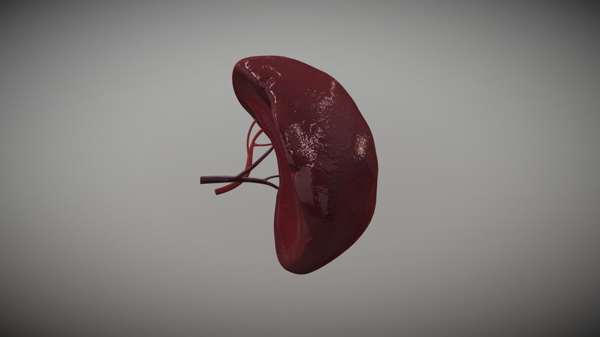 Human Spleen - 3D model by beata.s [efa4560] - Sketchfab