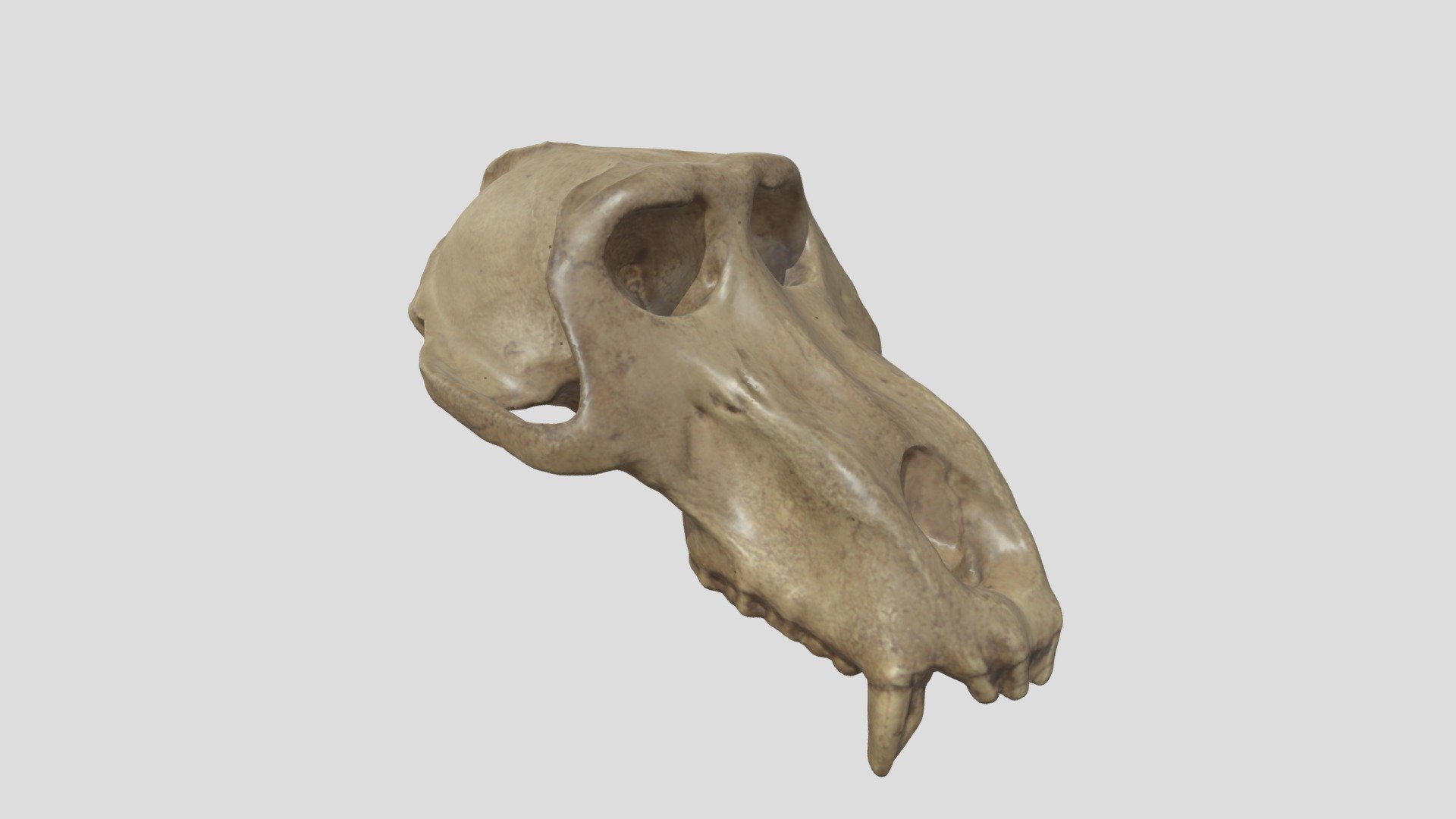 Papio sp. mâle - Download Free 3D model by Service de biologie du ...