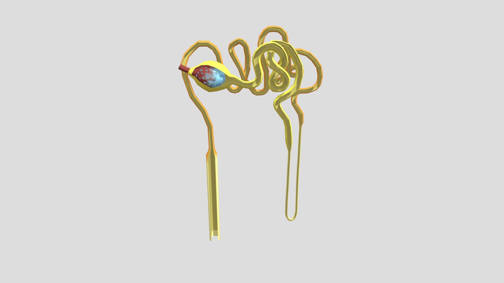 renal nephron model - 3D model by YeeHawRussell [efb0b9e] - Sketchfab