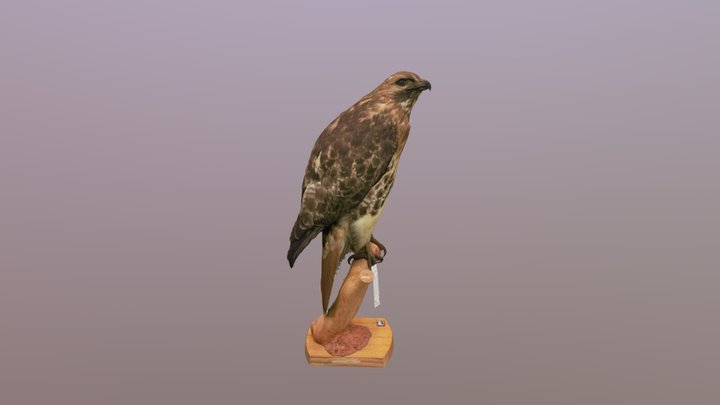 Red-tailed-hawk 3D models - Sketchfab