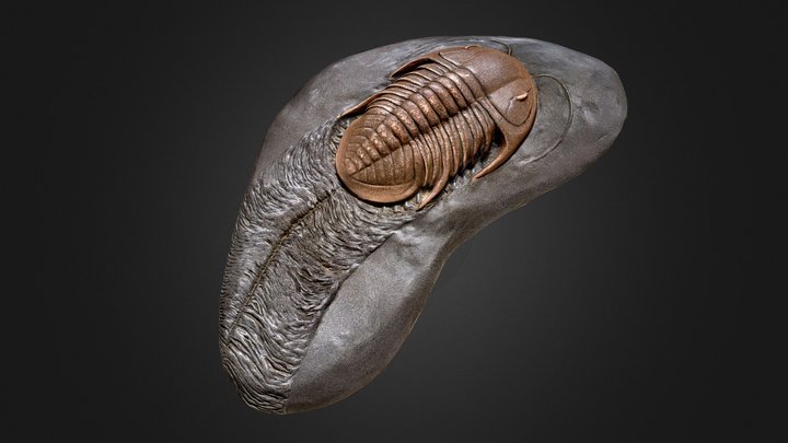 Fossil 3d Models Sketchfab