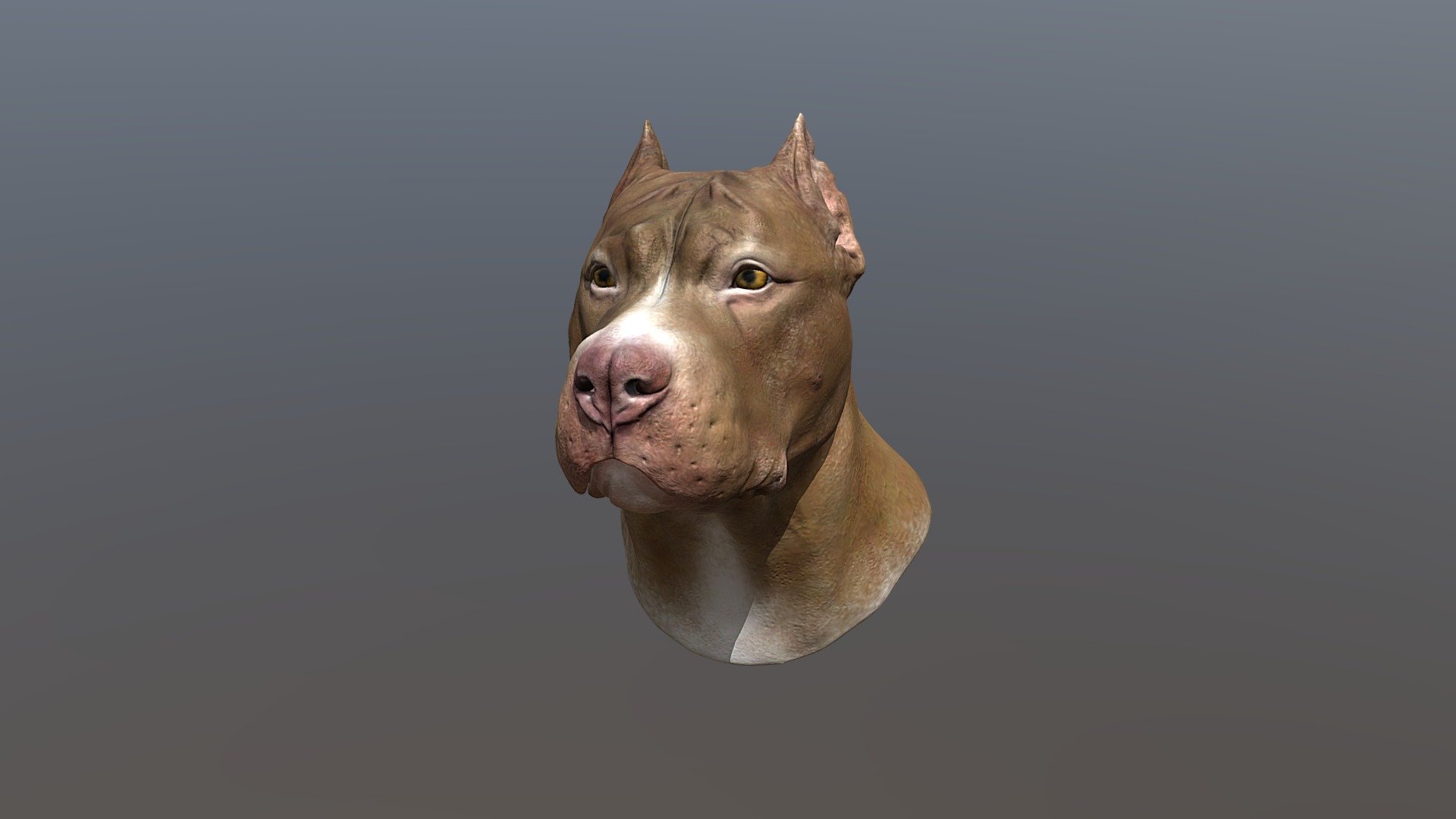 Pitbull_head - 3D model by klu.mery [efbafa3] - Sketchfab