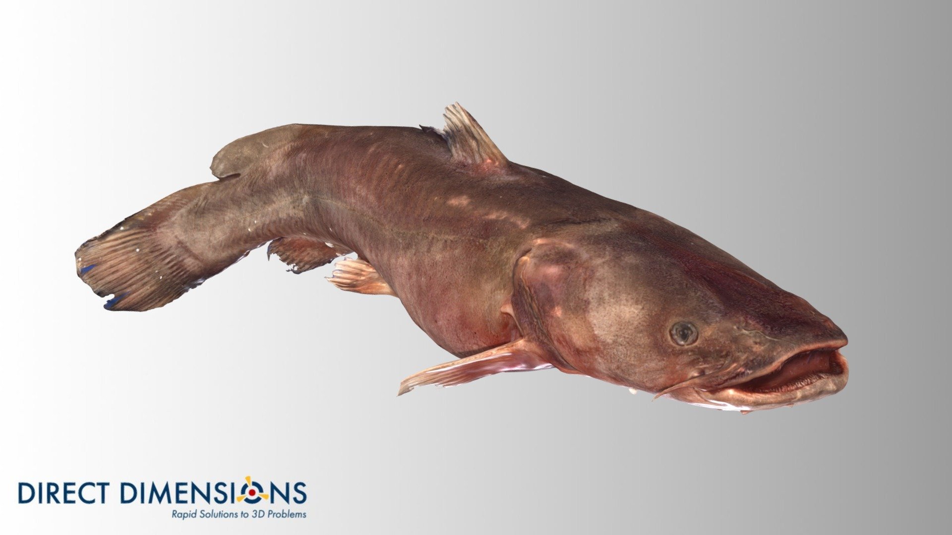 Flathead Catfish Invasive Species - 3D model by Direct Dimensions ...