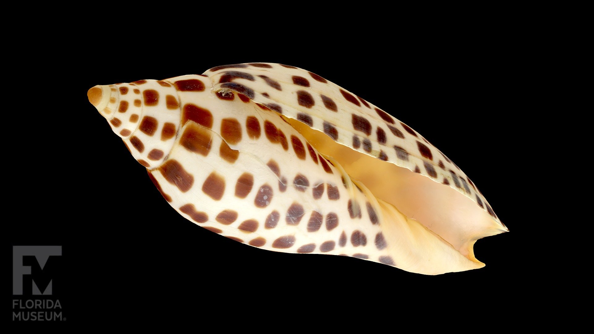 Juno's Volute Snail Shell - 3D model by FloridaMuseum [efbd38f] - Sketchfab