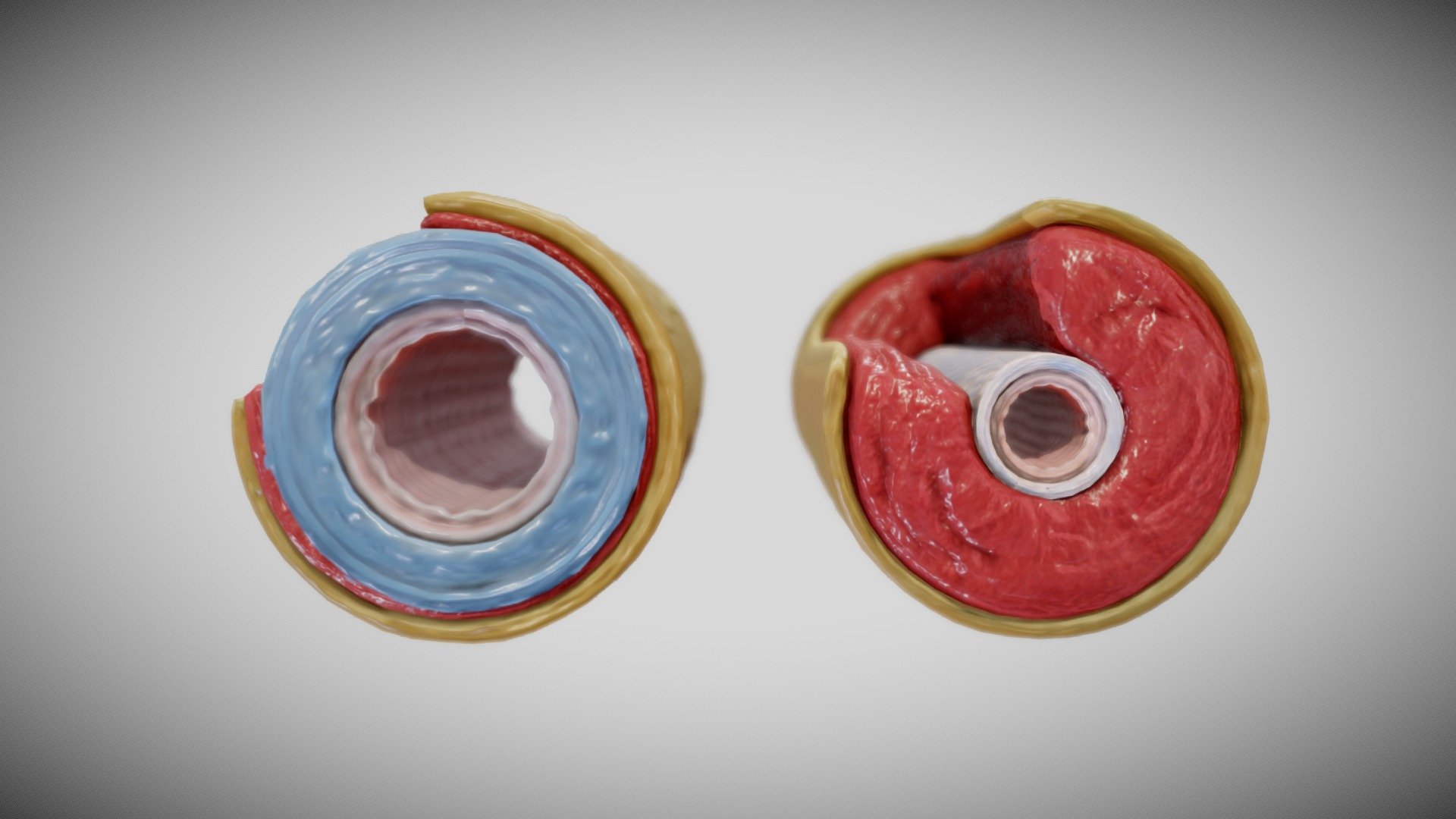 Elastic Vs Muscular artery (animated) - Buy Royalty Free 3D model by ...