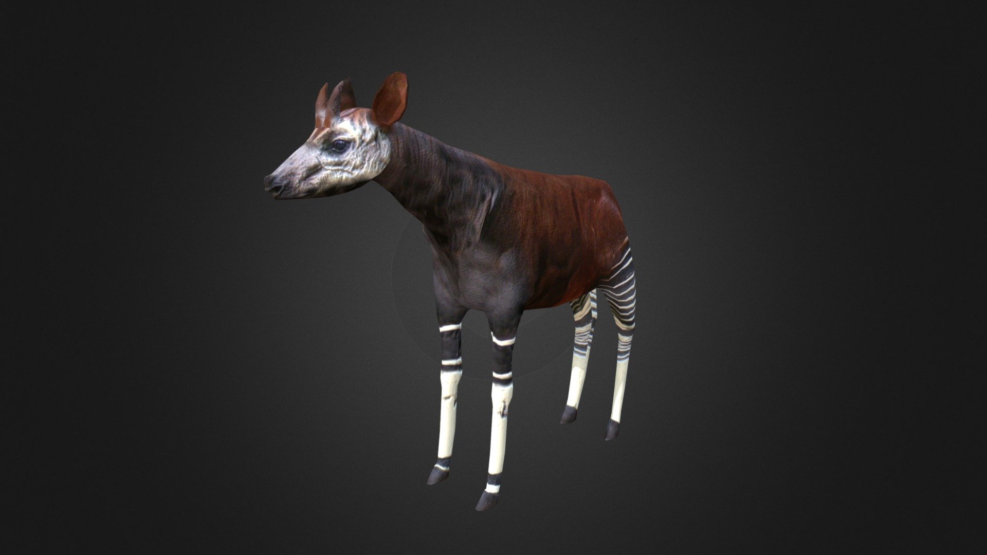Okapi - 3D model by Ondřej Vališ (@throy) [efc605a] - Sketchfab