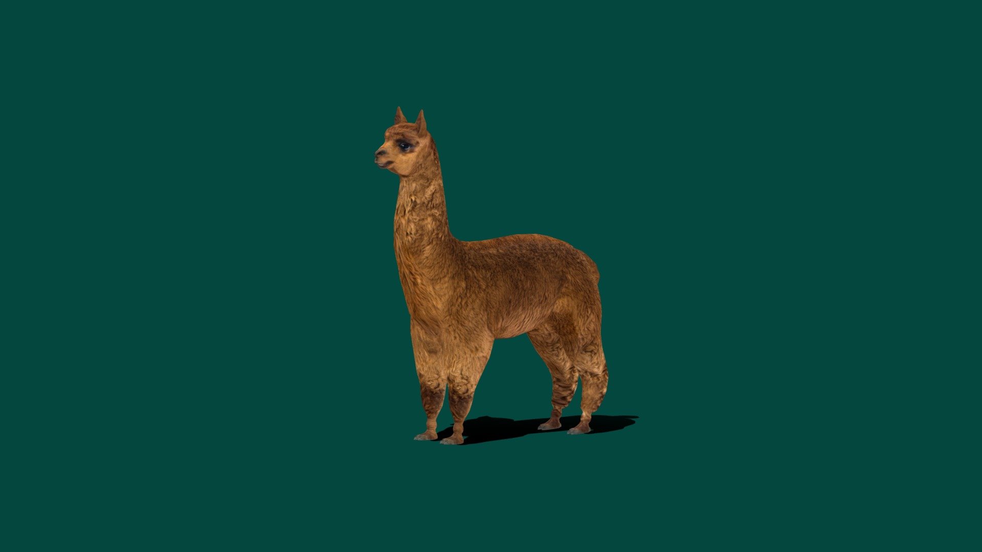 Alpaca (Lowpoly) - Buy Royalty Free 3D model by Nyilonelycompany ...