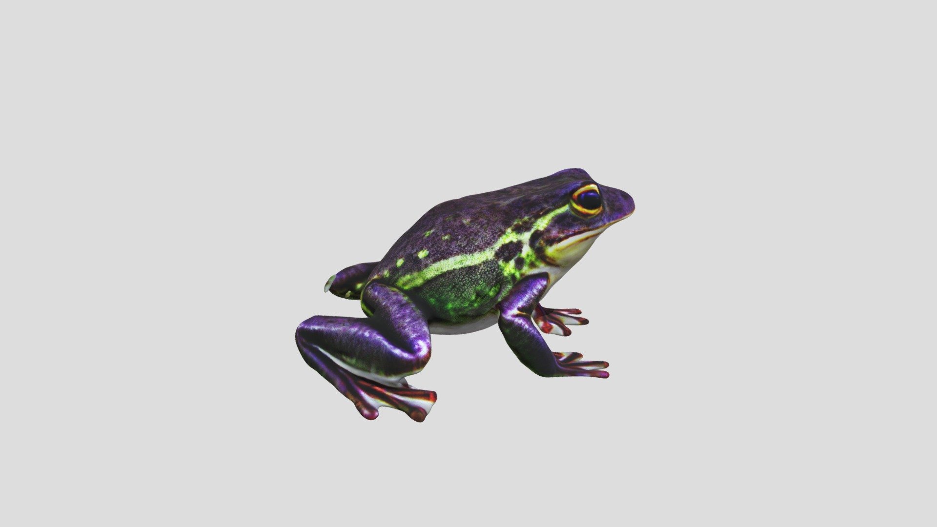 Realistic frog - 3D model by survival objects (@surviveme) [efc9b25 ...