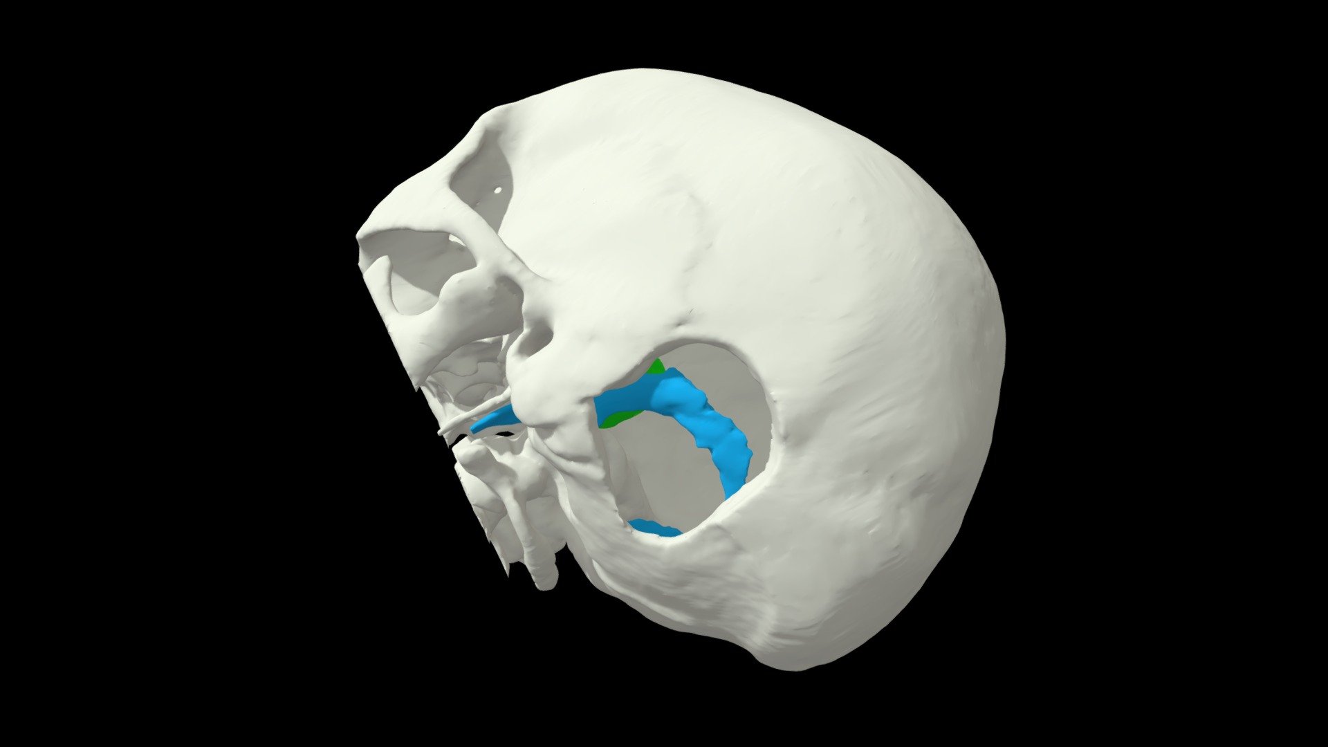 SB0001 RS - 3D model by SkullBasics [efca84c] - Sketchfab