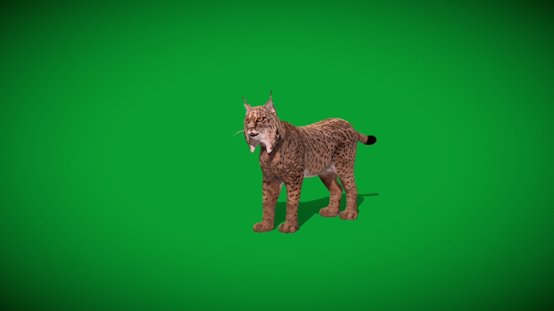 Iberian Lynx - 3D model by Nyilonelycompany [efcb270] - Sketchfab
