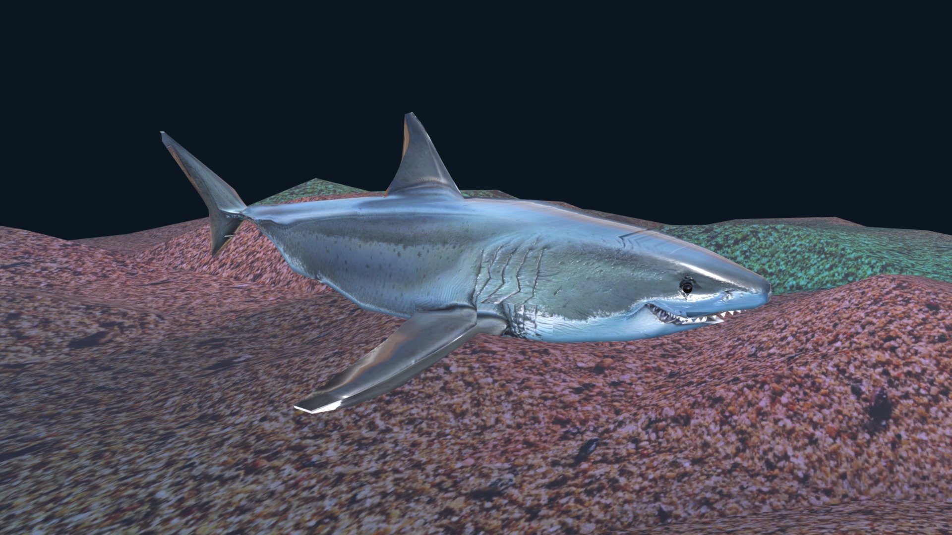 tiburon - 3D model by dianaroquehrz [efd482a] - Sketchfab