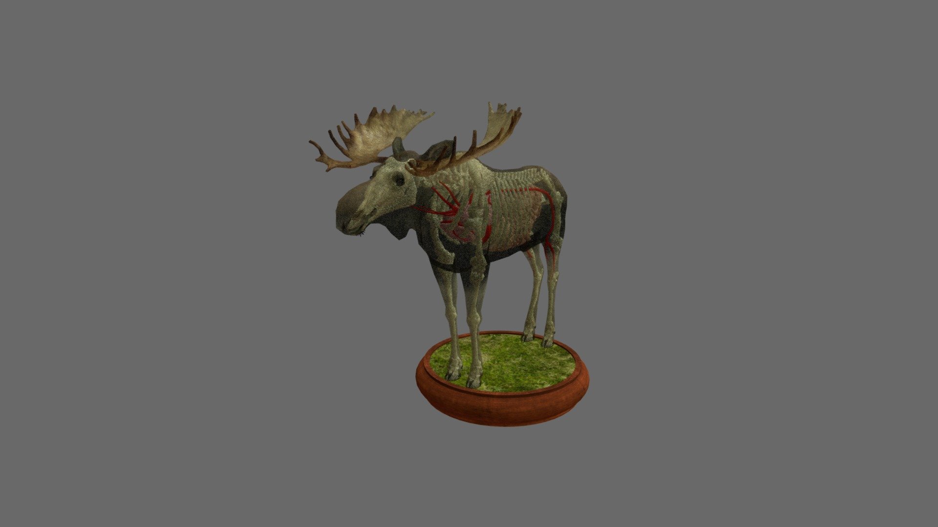 AHEIA - Moose Internals - 3D model by The Learning Network ...