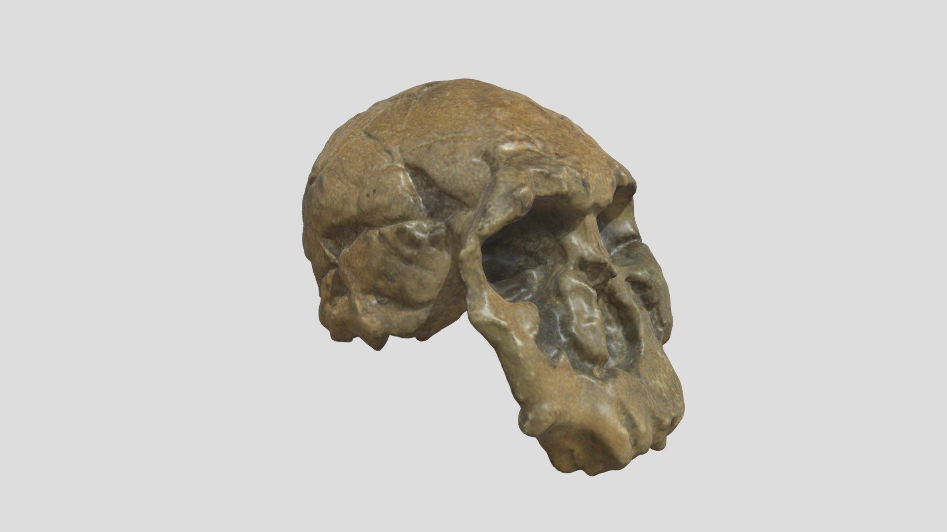 Homo rudolfensis - Download Free 3D model by Service de biologie du ...