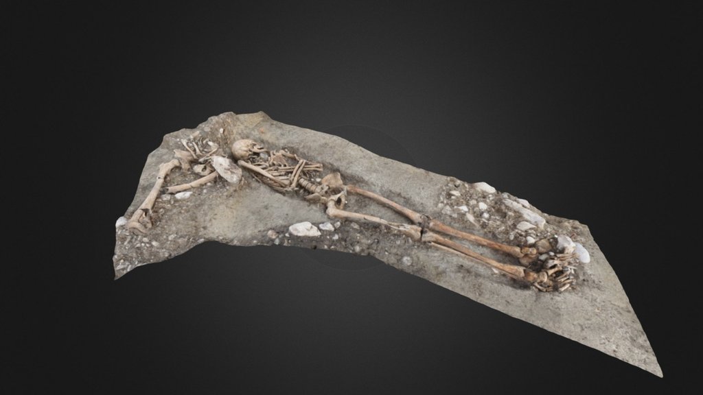 Skeleton "The Giant" - 3D model by sigeom [efdbe0c] - Sketchfab