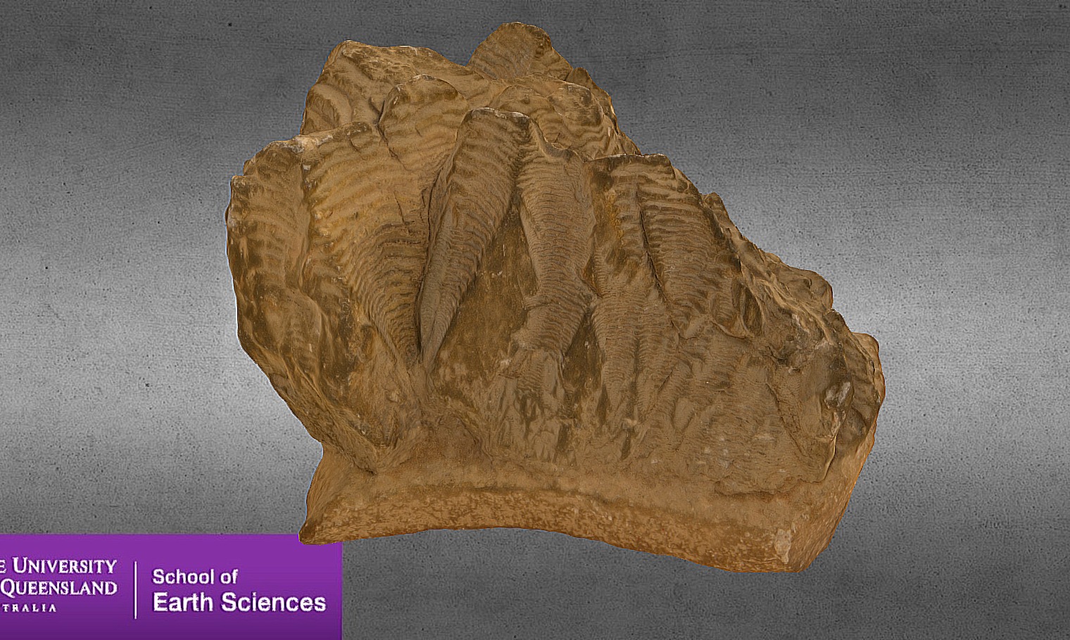 Cone-in-cone Structures within Shale - 3D model by nate_siddle (@nate ...