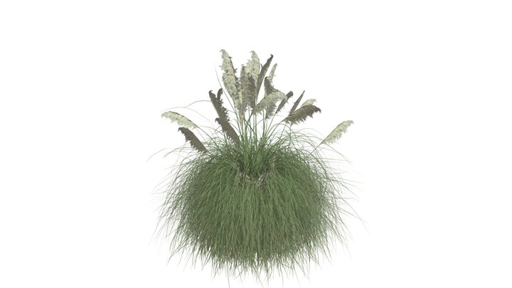 Pampas-grass 3D models - Sketchfab