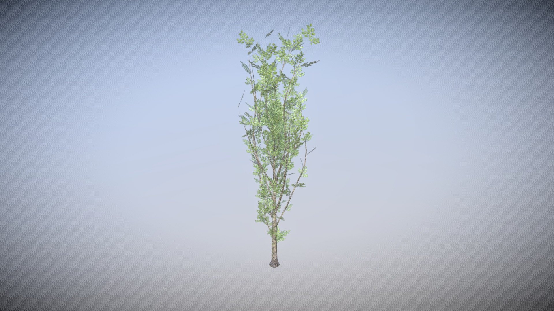 POPLAR TREE 1 - HIGHT TEXTURE LOW-POLY MODEL - Download Free 3D model ...