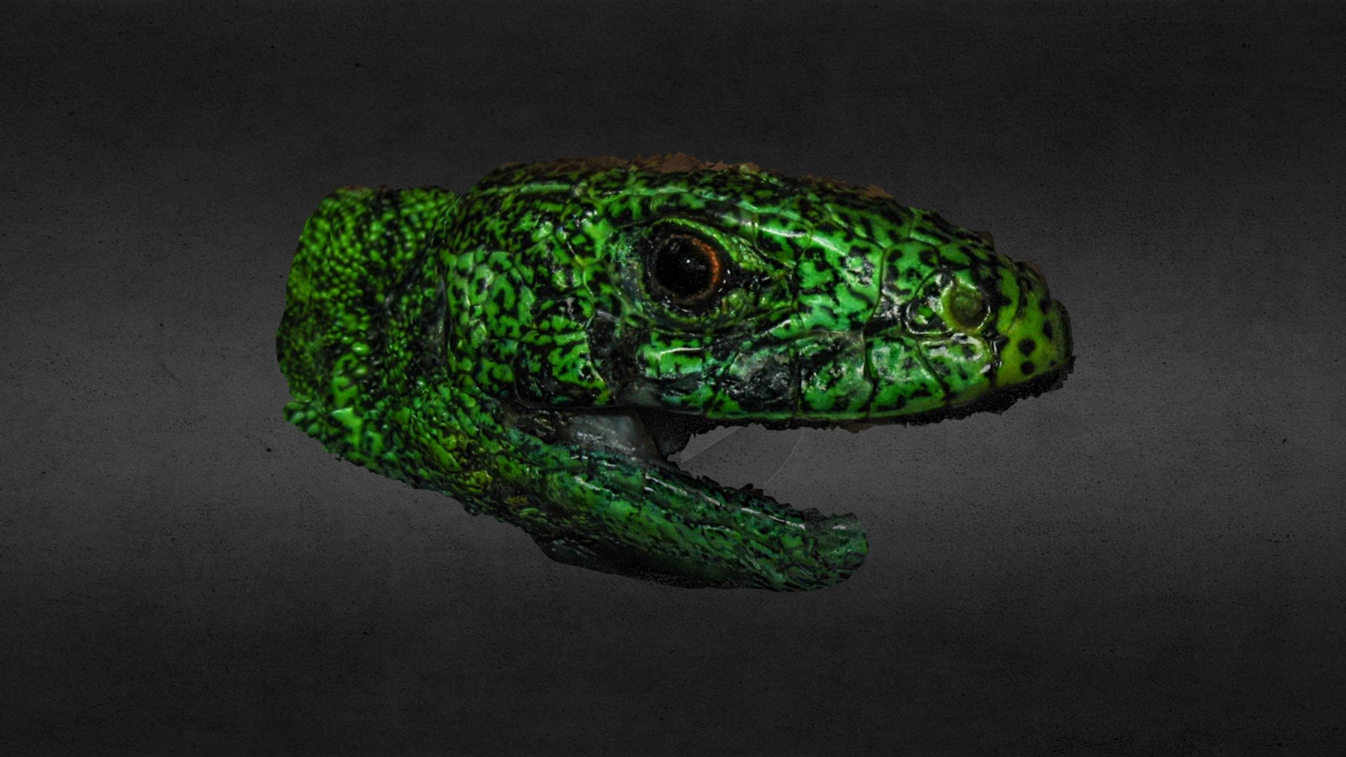 Half lizard head - 3D model by SenYul [efe6c8a] - Sketchfab