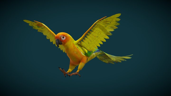 Parrot 3D models - Sketchfab