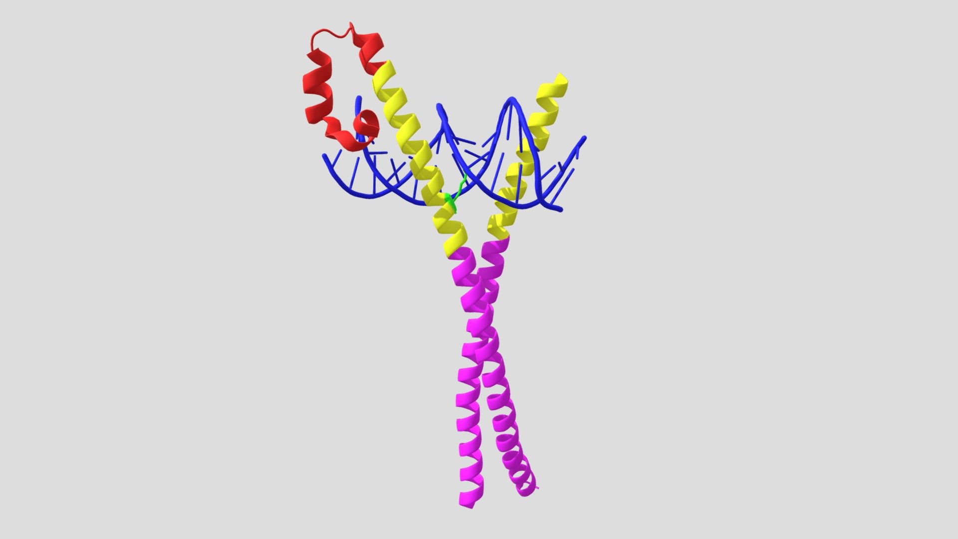 MafB:cFos:DNA - 3D model by abir8201 [eff3201] - Sketchfab