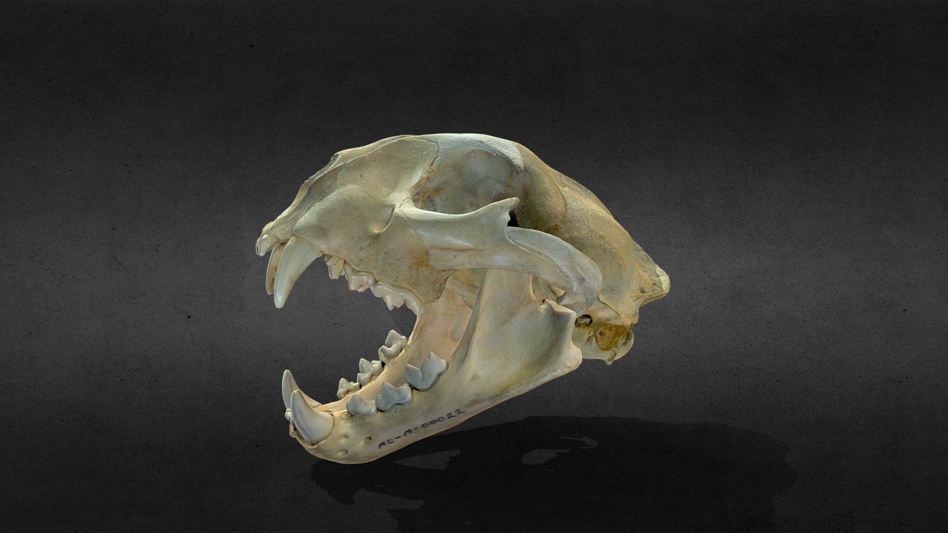 Puma concolor (Cougar) - Download Free 3D model by RMAP Vancouver ...