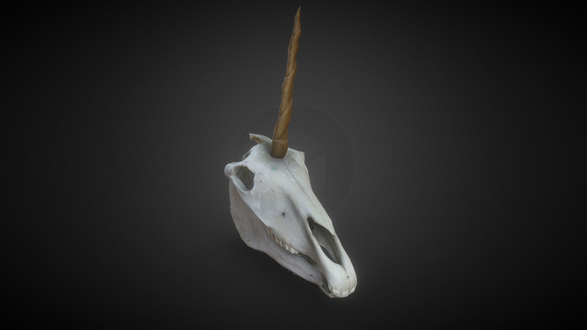 #SCAN - Licorne Skull - 3D model by SH3D | KUB (@itskub) [effd61e ...