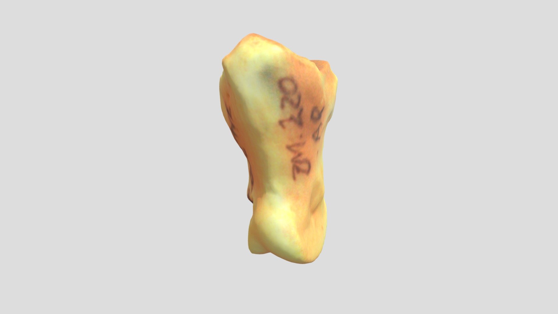 Ovis aries (sheep) - L posterior phalanx II - 3D model by ...