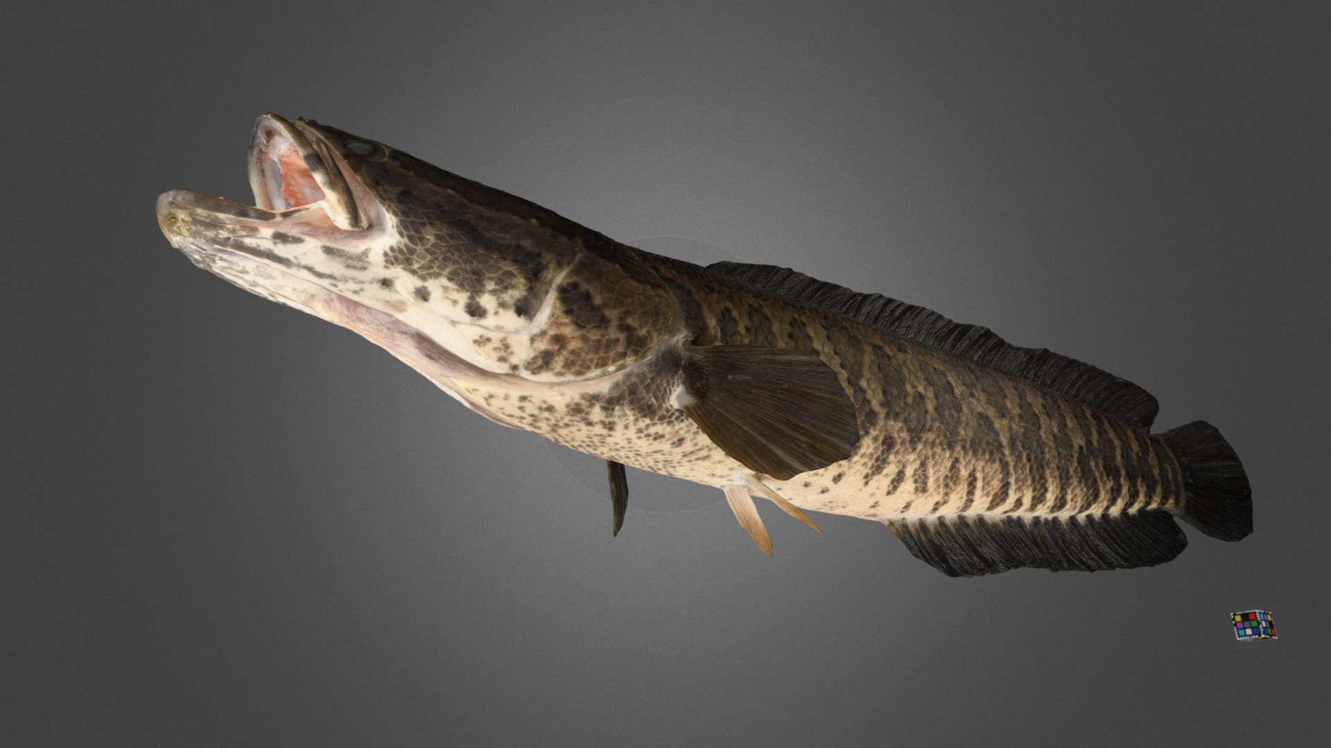 CC0 カムルチー 🐟 Spotted Snakehead, Channa argus - Download Free 3D model by ...