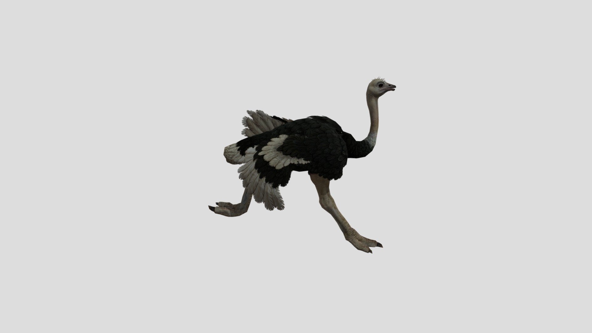 Ostrich - Download Free 3D model by LostBoyz2078 (@LostModels2025 ...
