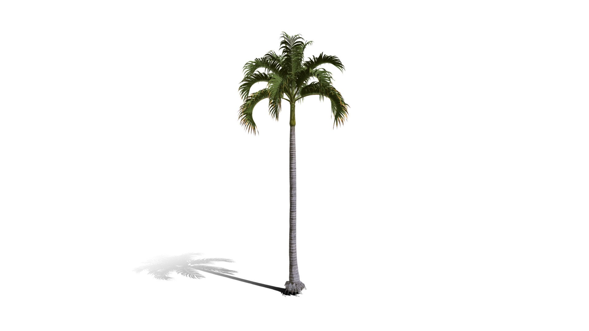 Realistic HD Christmas palm (5/35) - Download Free 3D model by ...