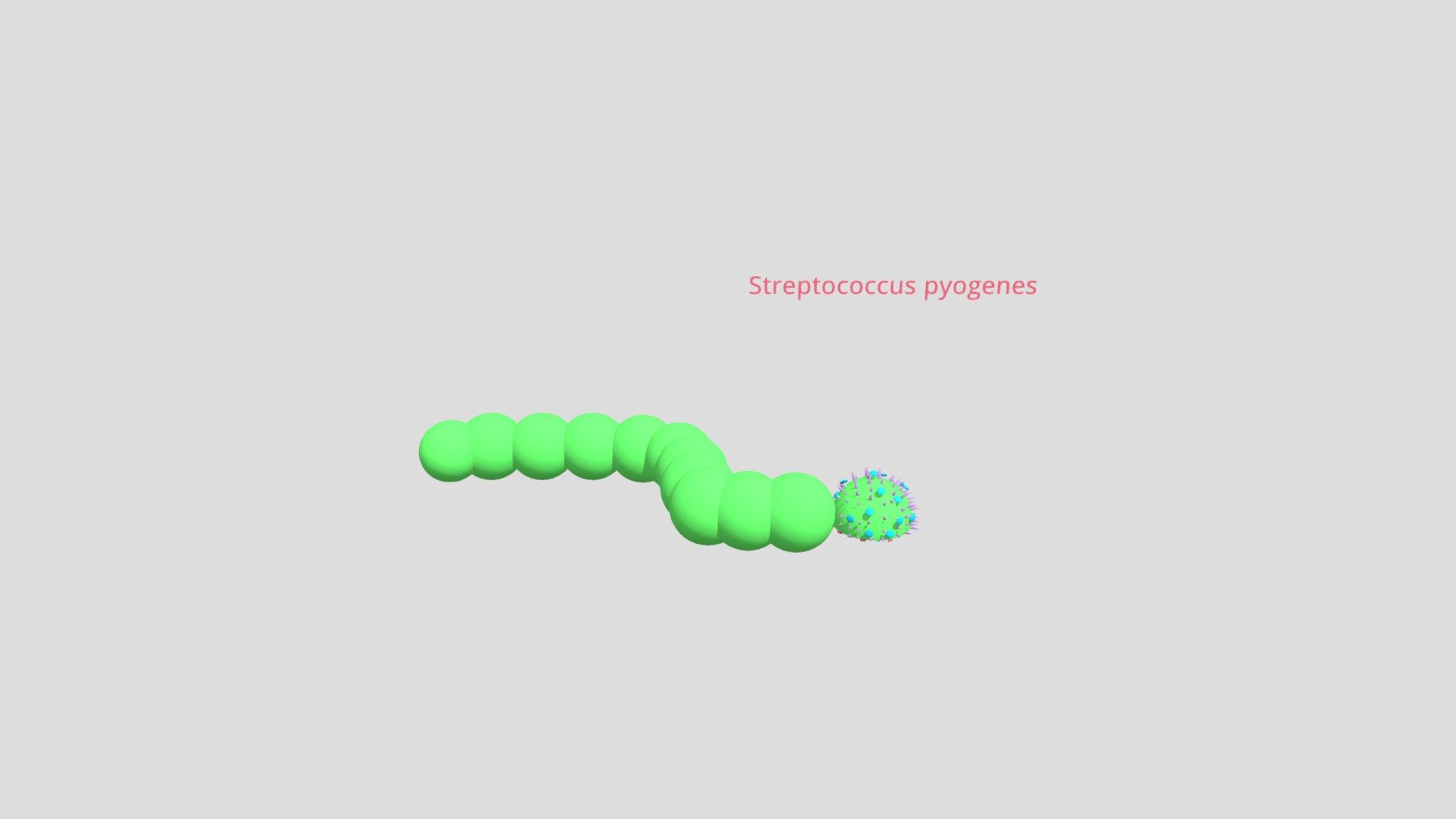 MICROUGHS_Streptococcus_pyogenes_BMT_GAL - 3D model by coccus [f01be12 ...