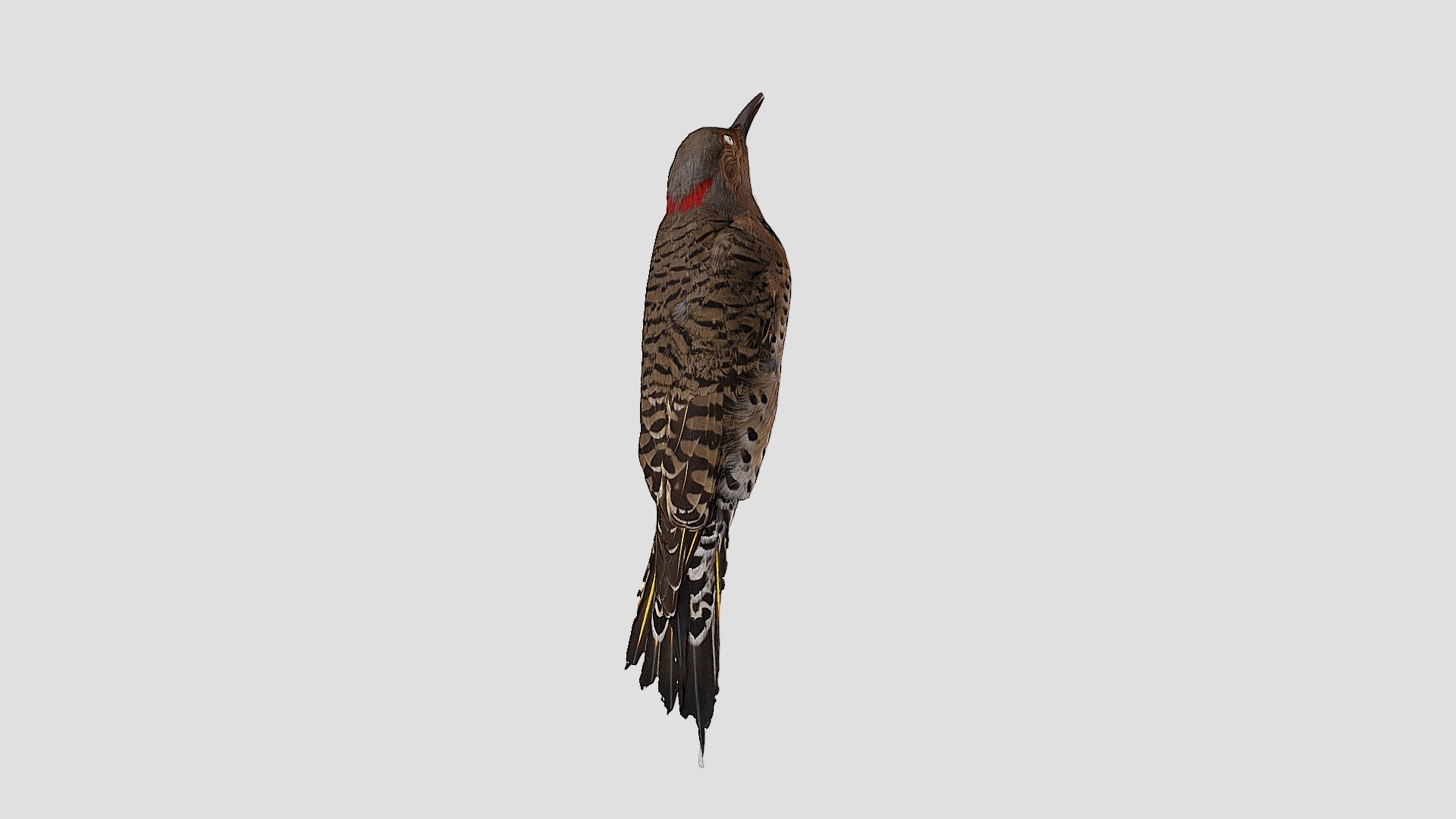 Northern Flicker - Download Free 3D model by Min Jang (@jangmd ...