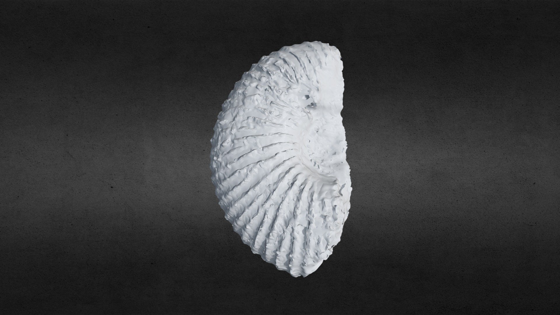 34 Macrocephalites macrocephalus - 3D model by 3d Fossils GB ...