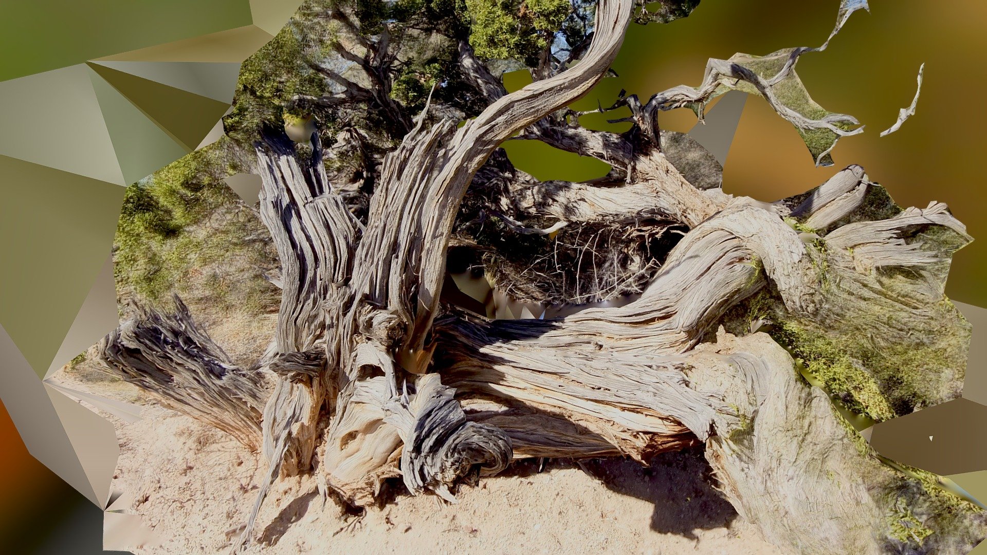 Juniper - 3D model by John Toeppen (@toeppen) [f02399e] - Sketchfab