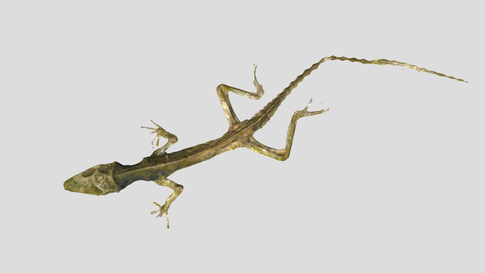 Lizard Mummy (VCU_3D_5326) - Download Free 3D model by Virtual Curation ...
