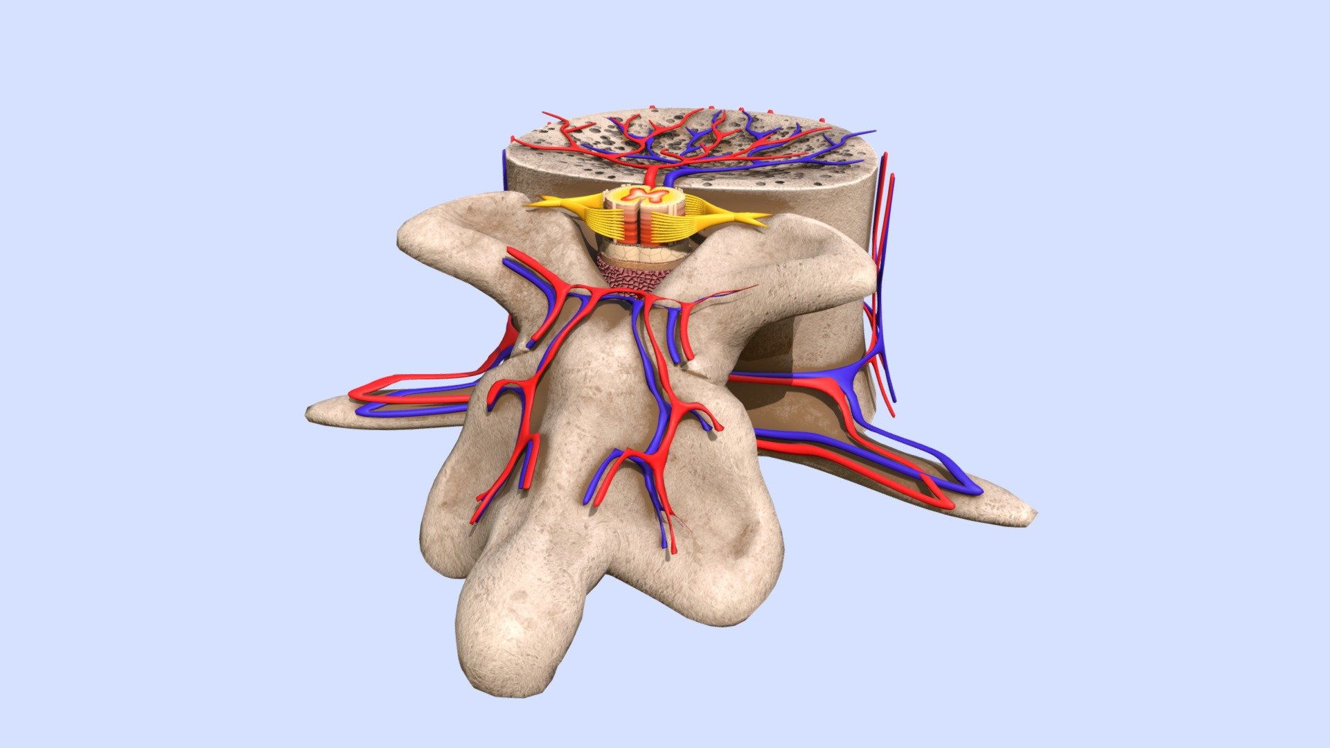 Vertebrae With Spinal Cord Anatomy - 3D model by arloopa [f0276d0 ...