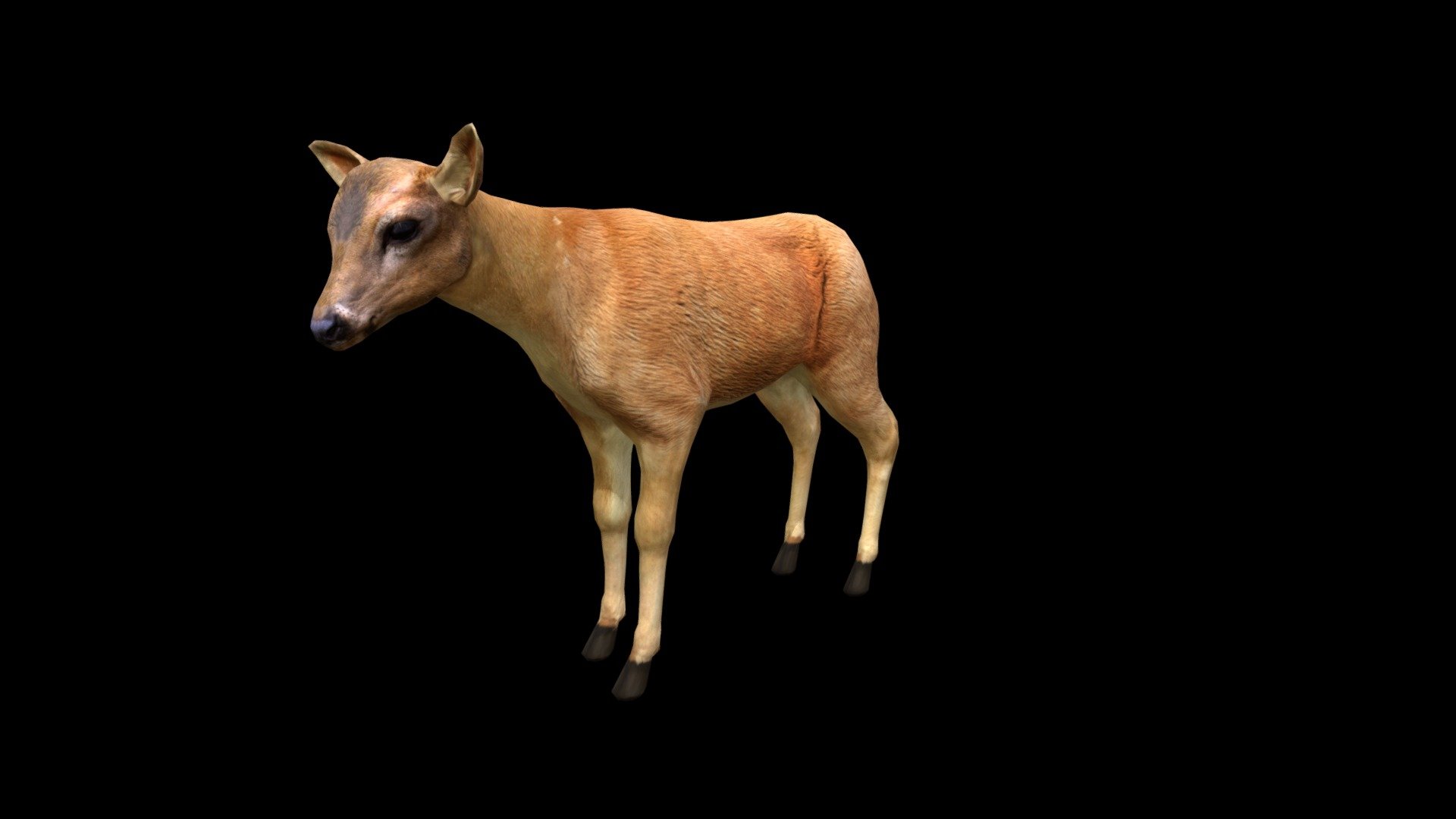 Doe - 3D model by RedDeer (@billl90) [f02ced8] - Sketchfab