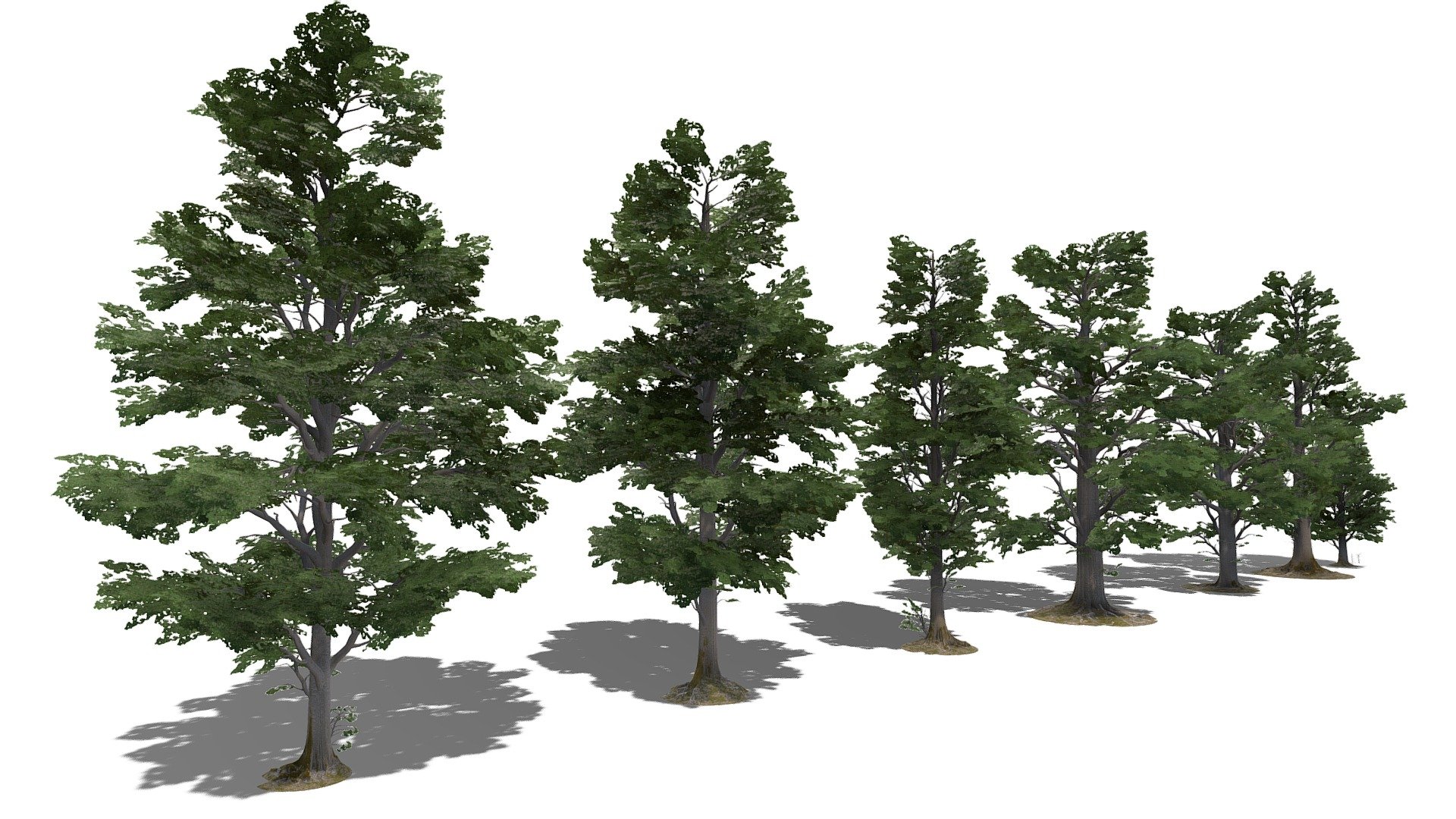 Broad Leaf - Tree - 3D model by Studio Lab (@studiolab.dev) [f02f0f8 ...