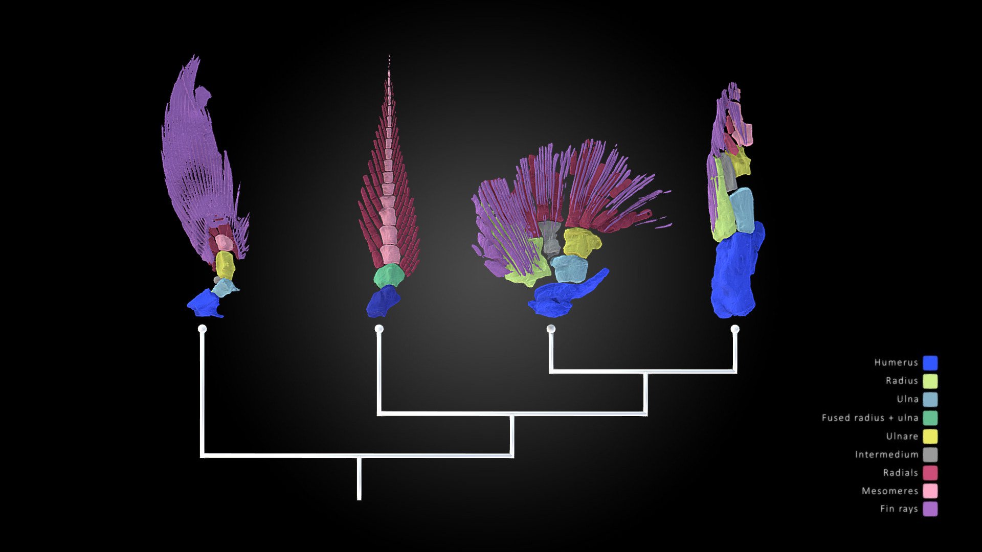 The 4 Fish-keteers: Lobe Finned Fish Forelimbs - 3D model by Blackburn ...