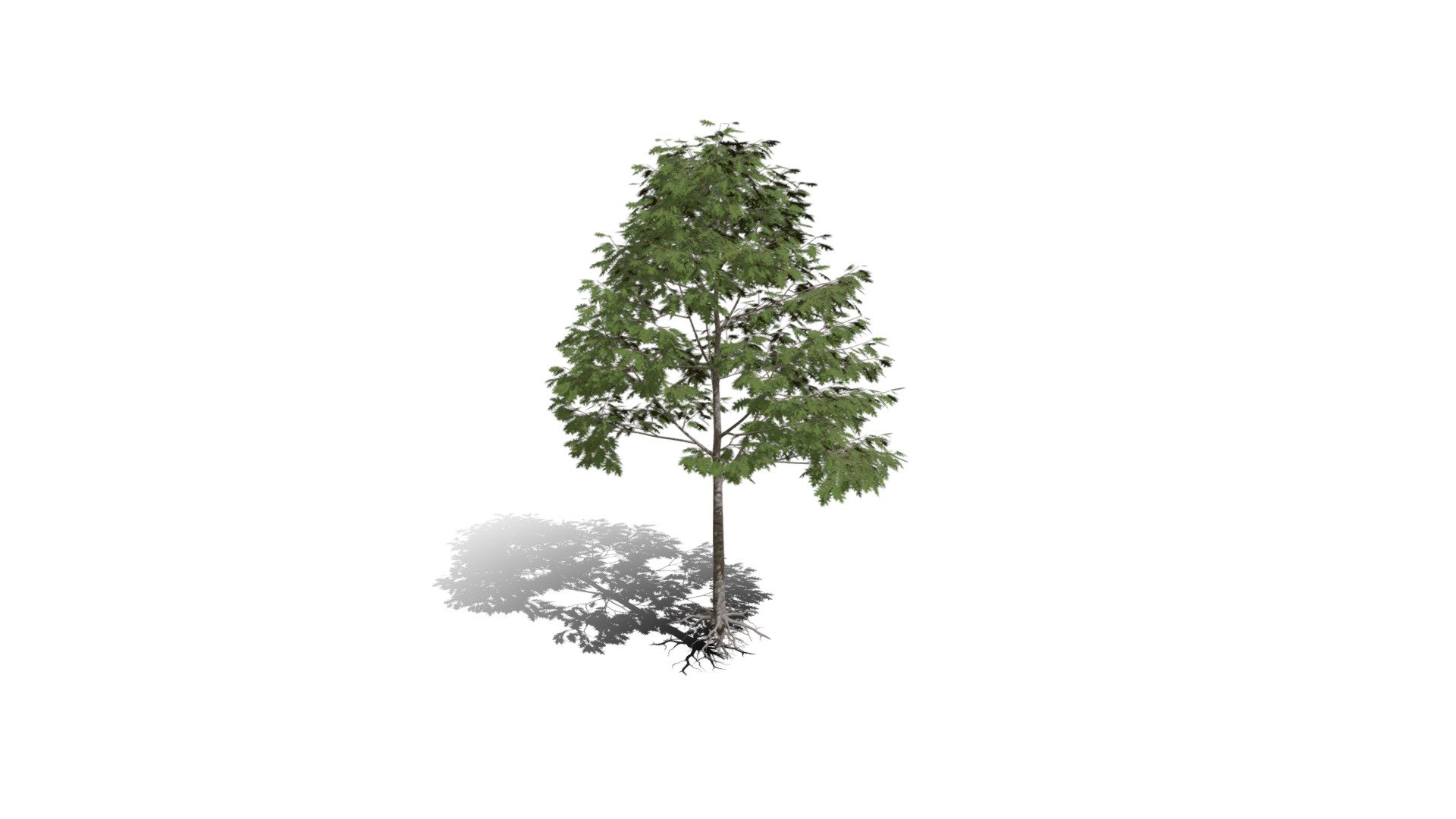 Realistic HD Northern red oak (16/138) - Download Free 3D model by ...