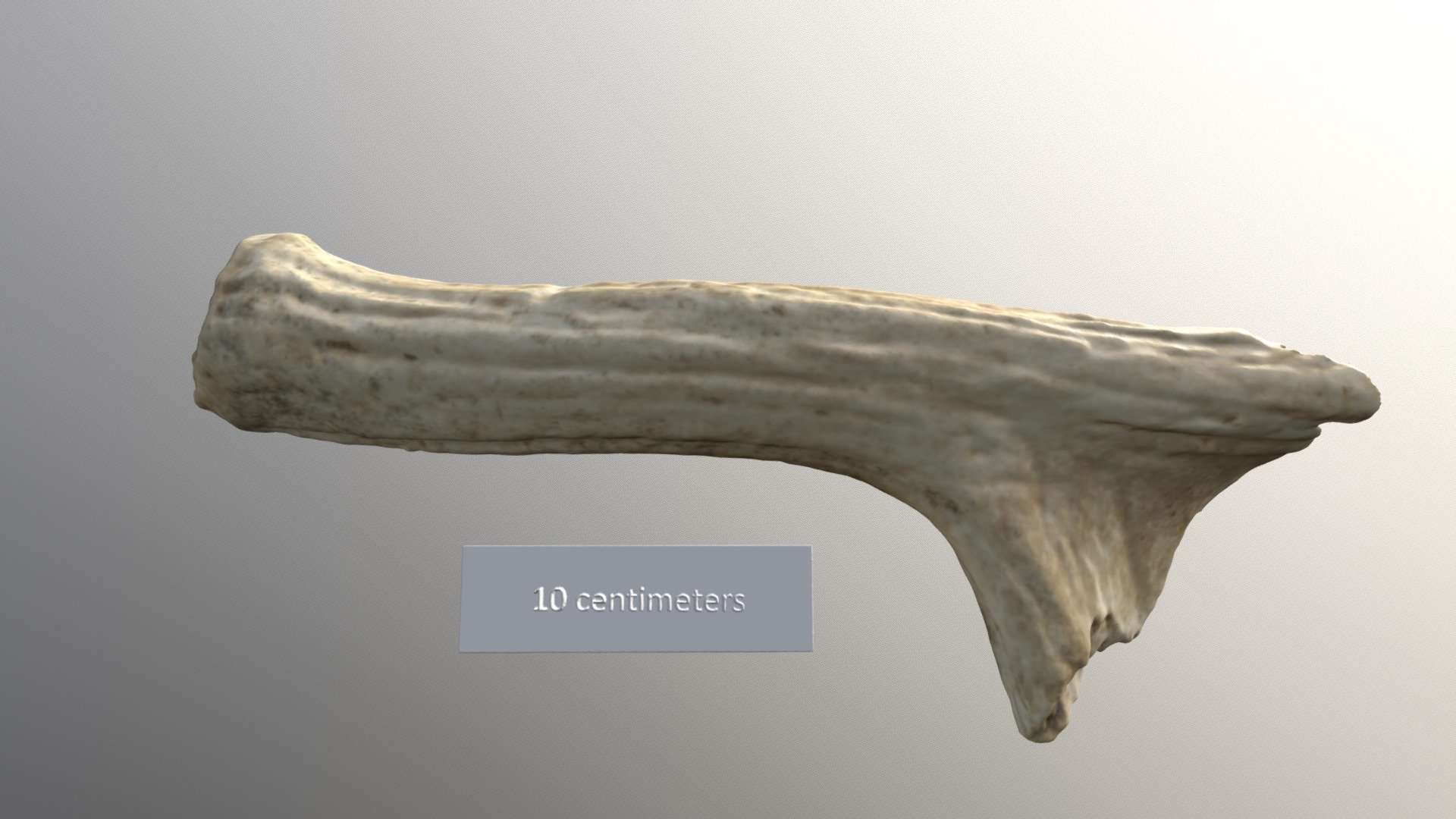 Stag Moose Antler (VCU_3D_3613) - 3D model by Virtual Curation Lab ...
