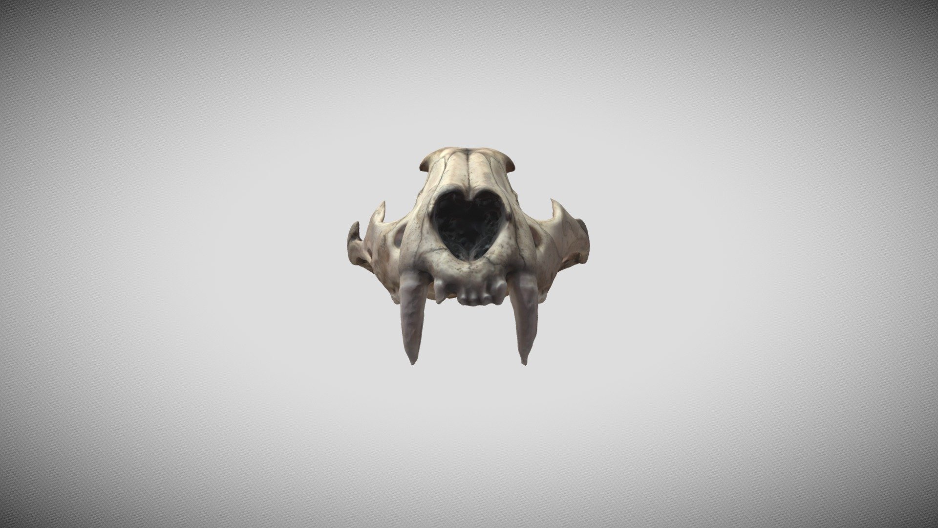 Panthera leo - 3D model by Anatomia-5 [f055b43] - Sketchfab